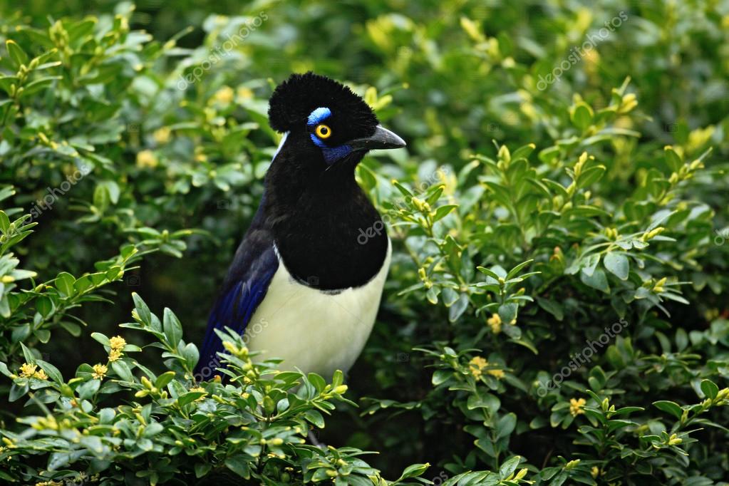 Plush crested Jay Stock Photo by ©OndrejProsicky 102971372
