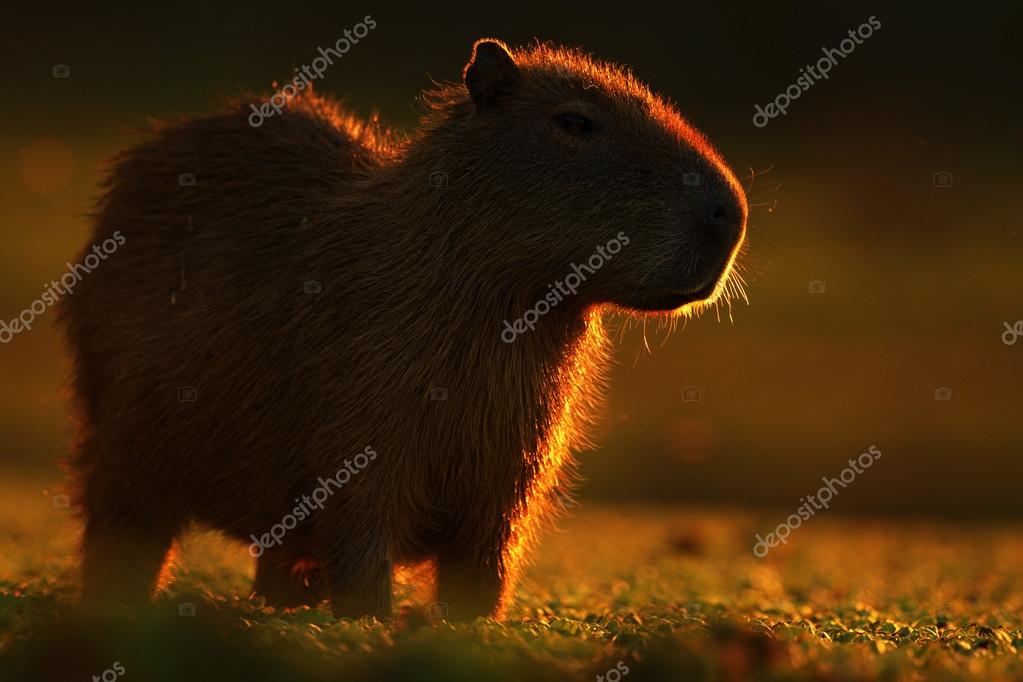 El Raton Mas Grande Del Mundo