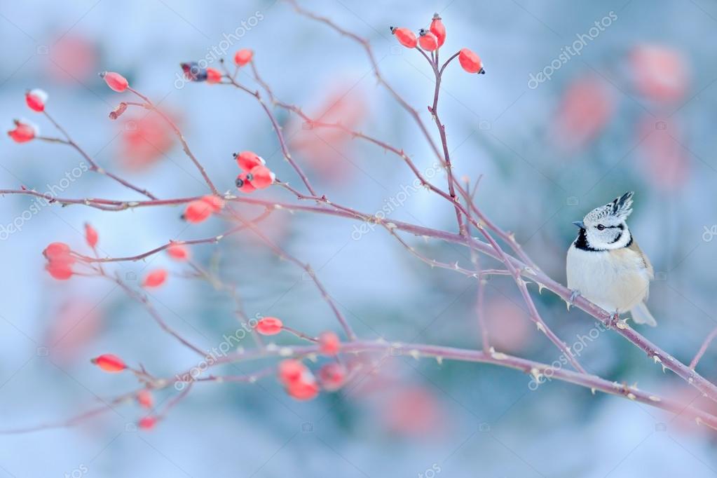 Cute songbird Crested Tit Stock Photo by ©OndrejProsicky 102975056