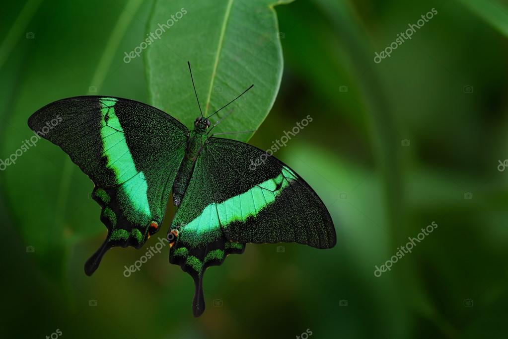 Green Swallowtail Butterfly