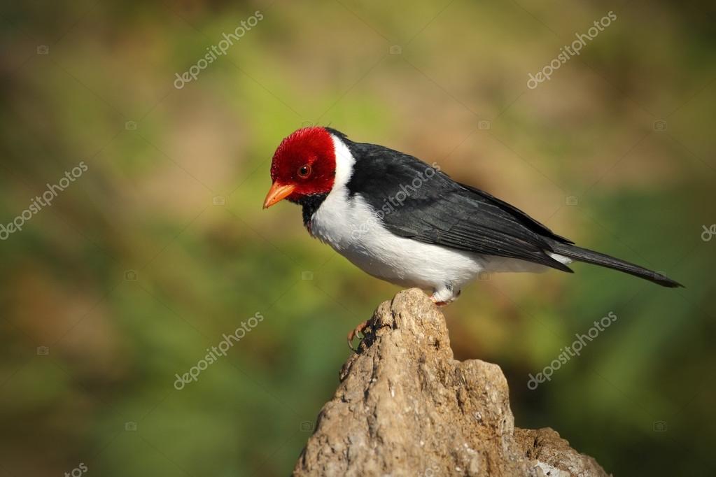 Yellowbilled Cardinal Paroaria Capitata