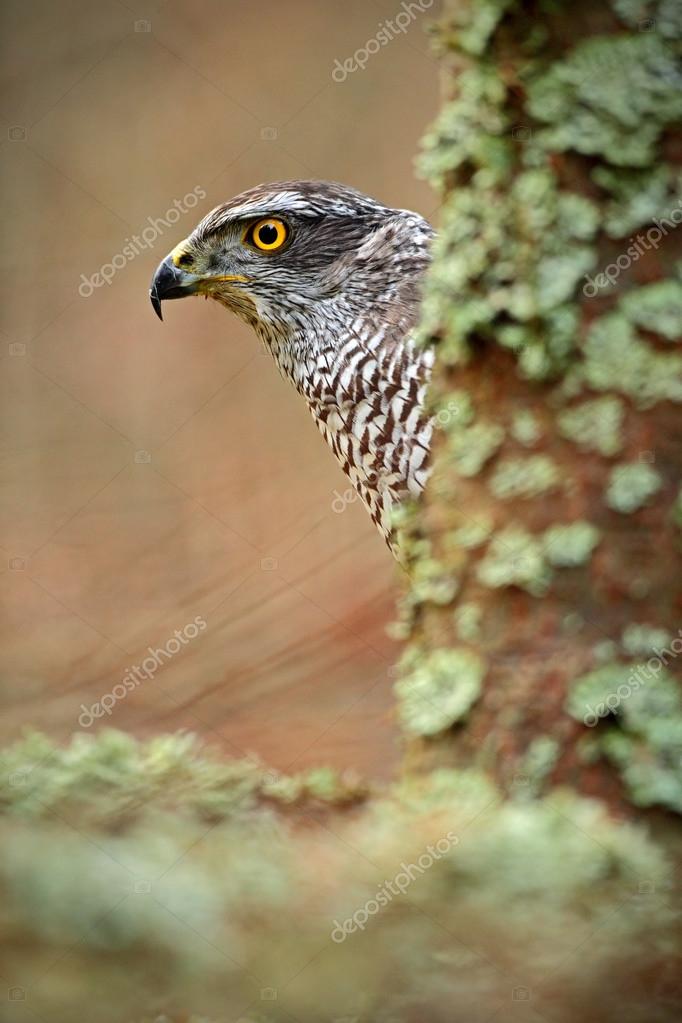 Goshawk sitting in the fallen larch forest — Stock Photo ...