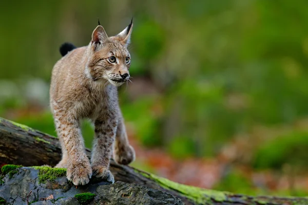 Wildcat background Stock Photos, Royalty Free Wildcat background Images ...