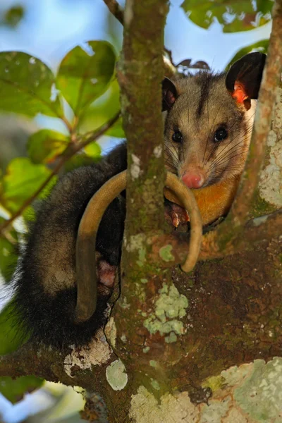 Possum Stock Photos, Royalty Free Possum Images | Depositphotos