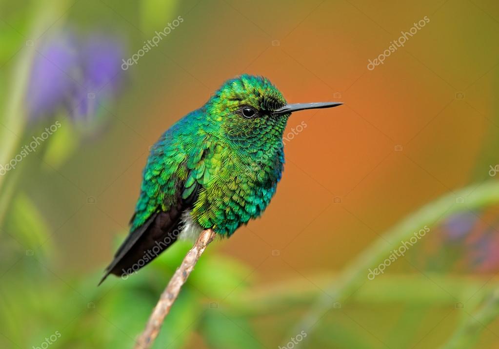 Hummingbird in the Colombia tropic forest Stock Photo by ...