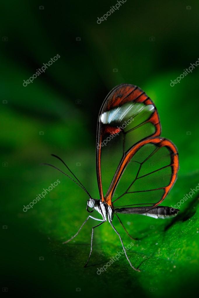 Transparent glass wing butterfly — Stock Photo © OndrejProsicky #108719744