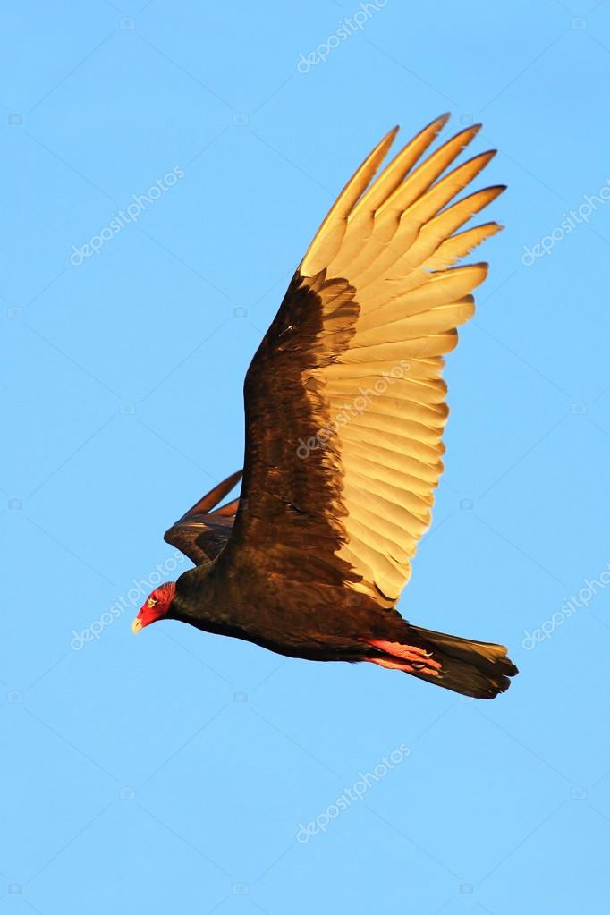Flying vulture bird — Stock Photo © OndrejProsicky #119148880