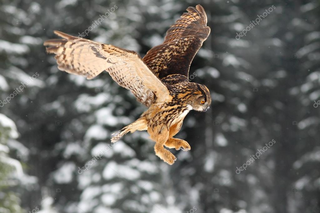 Flying Eurasian Eagle owl — Stock Photo © OndrejProsicky #119148978