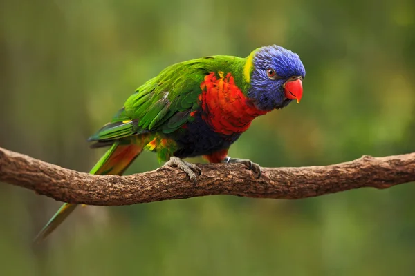 Parrot rainbow Stock Photos, Royalty Free Parrot rainbow Images ...