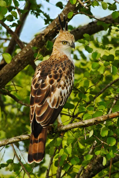 Ornate Hawk Eagle Flying