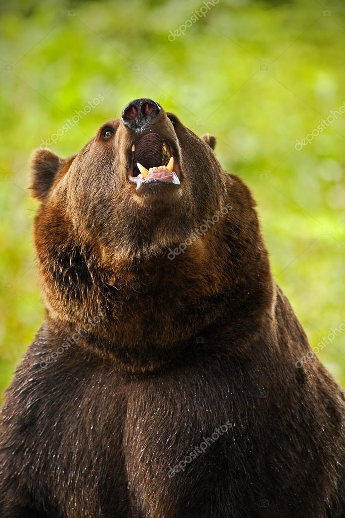 Big brown bear — Stock Photo © OndrejProsicky #119151760