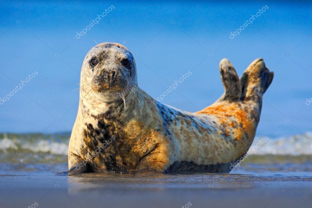 Grey Sea lying on beach — Stock Photo © OndrejProsicky #119151990