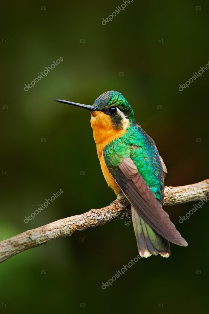 Hummingbird sitting on branch ⬇ Stock Photo, Image by © OndrejProsicky ...