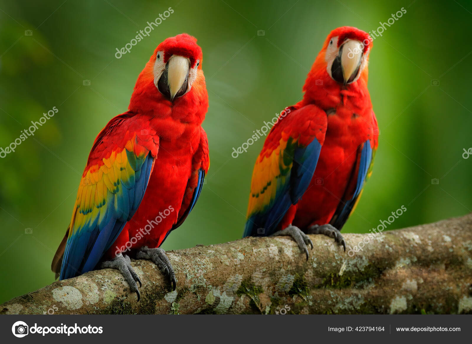 Scarlet Macaw Sitting