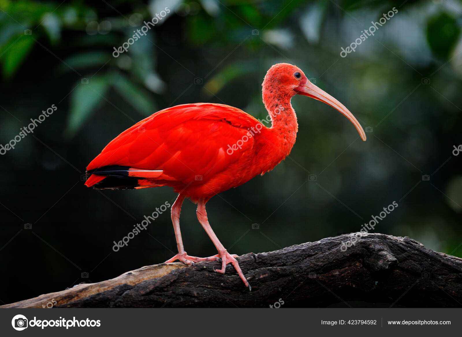 Scarlet Ibis Bird