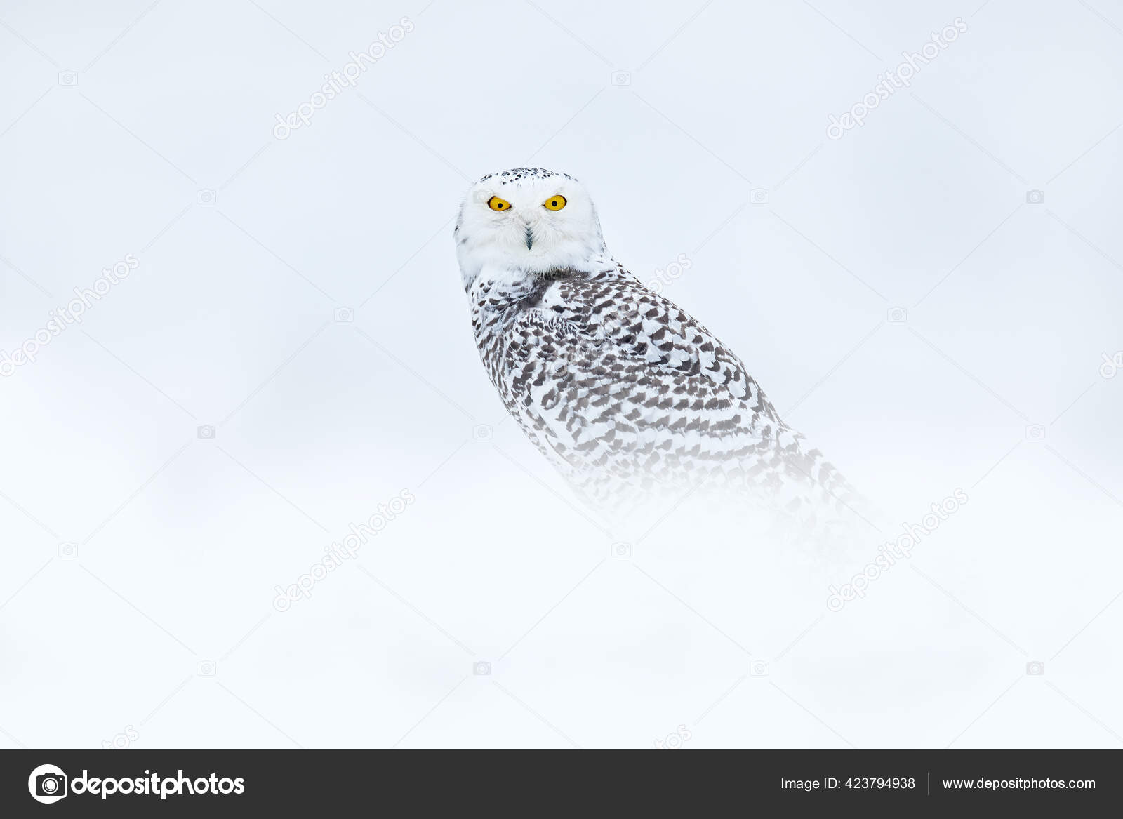 Cold Winter Snowy Owl Sitting Snow Habitat White Winter Misty Stock ...