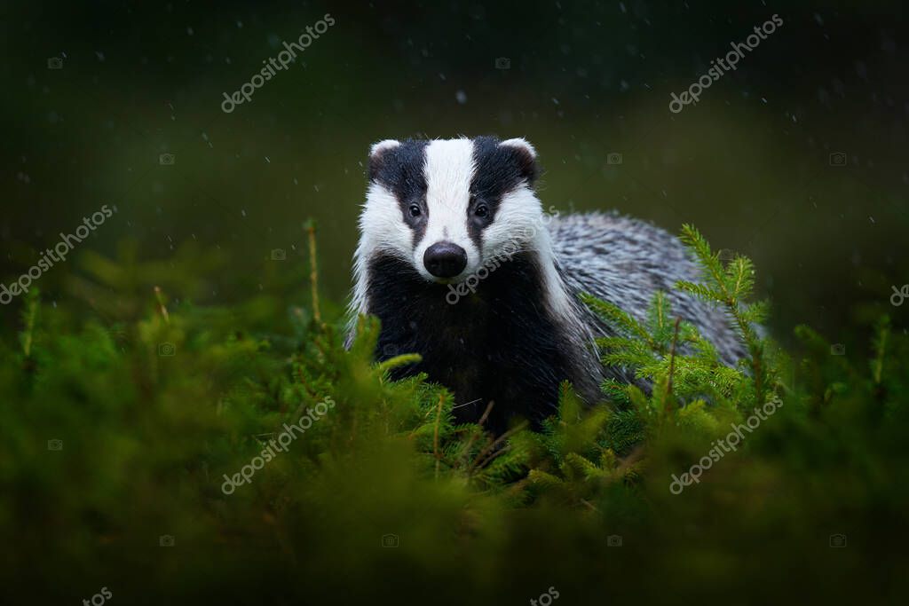 Artigli Di Tasso Americano