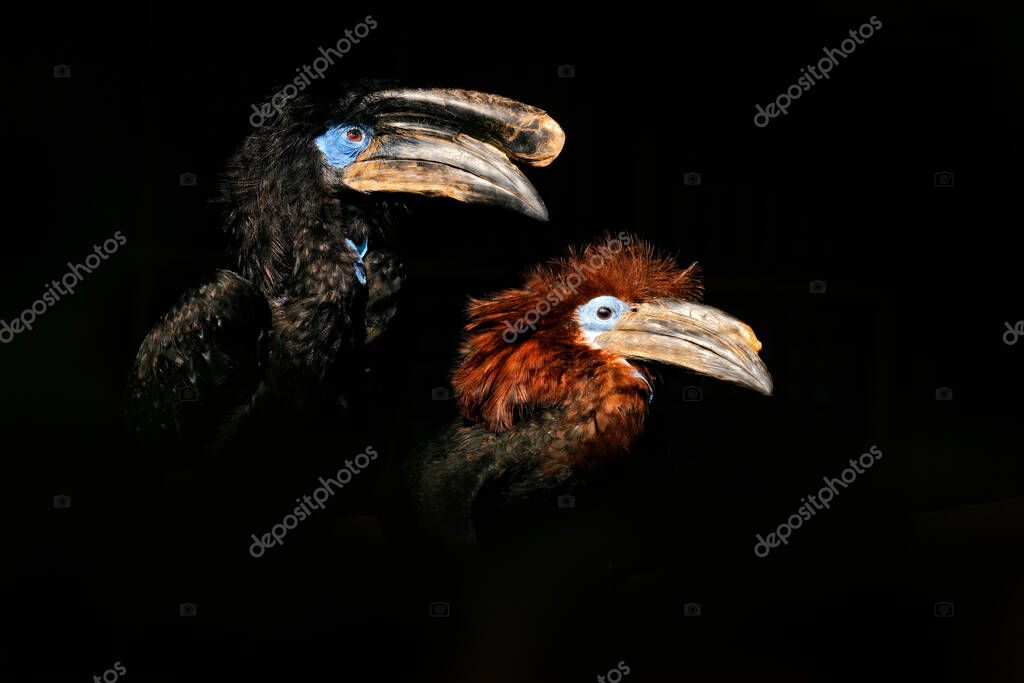 Pareja de carey en el bosque tropical oscuro. Pájaro con pico grande ...