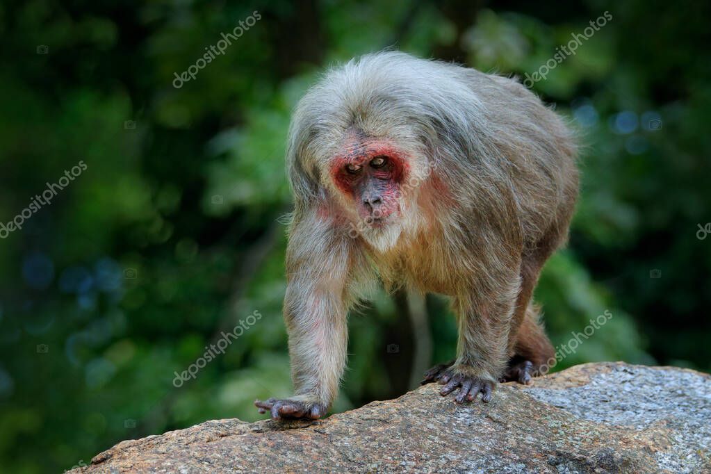 Macaco cola de muñón, Macaca arctoides, mono de Tailandia, Asia. Cara ...