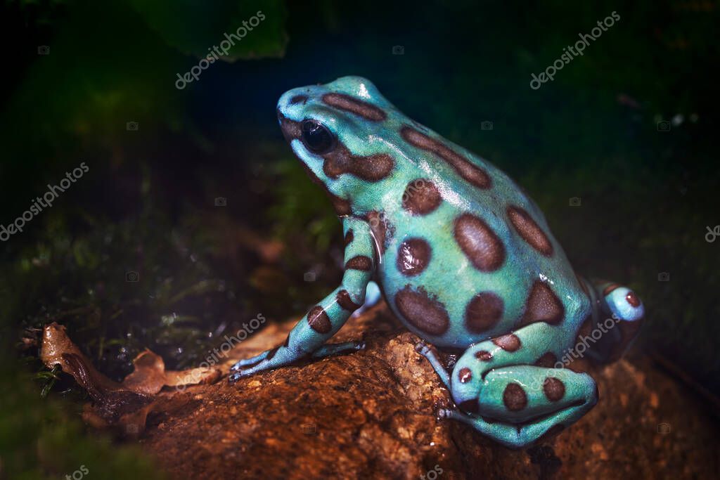 Dendrobates auratus "Microspot", en hábitat natural. Green Black Poison ...