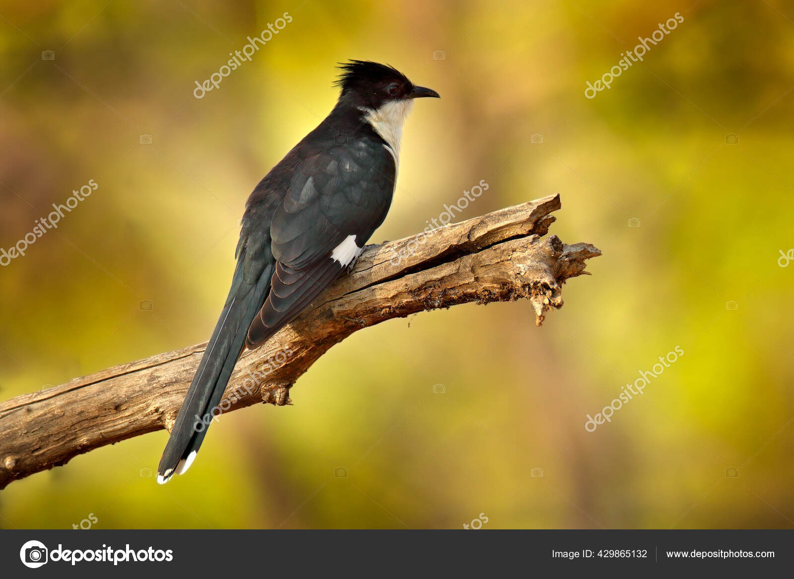 Jacobin Cuckoo Clamator Jacobinus Black White Bird Sitting Branch ...