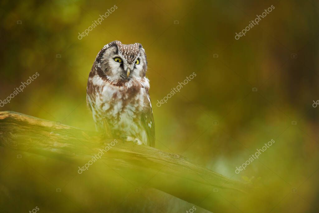 Búho escondido en el alerce verde. Pájaro con grandes ojos amarillos ...