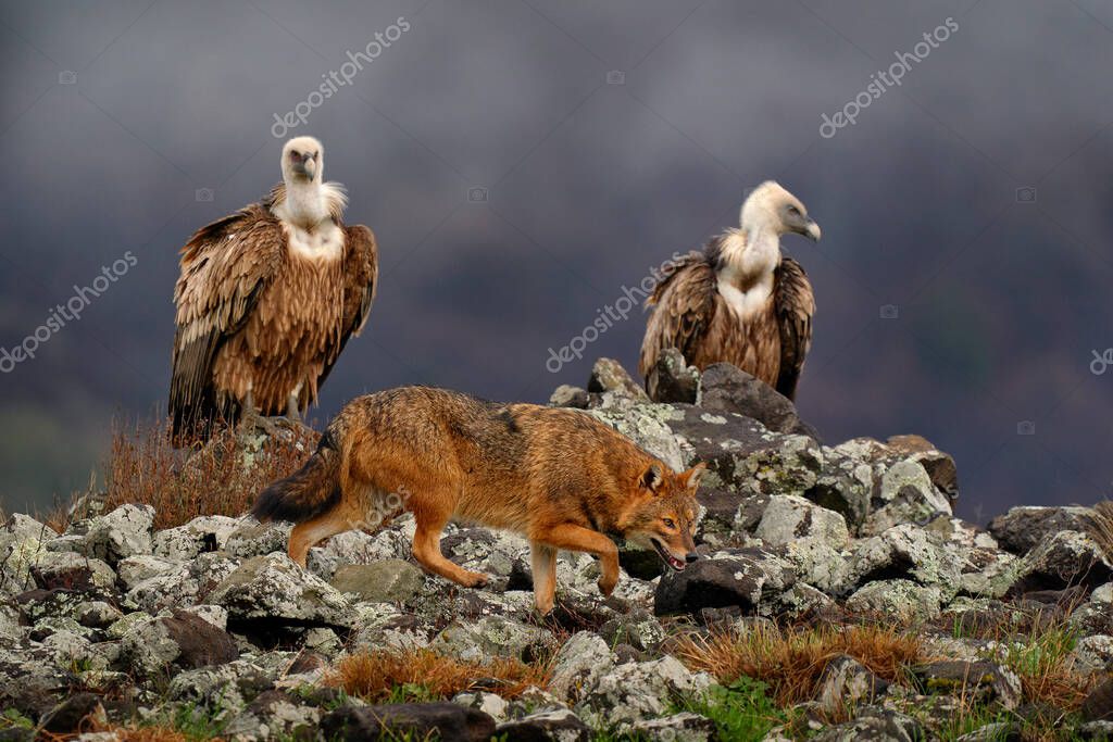 Chacal dorado, Canis aureus, alimentándose de la escena del rock con ...