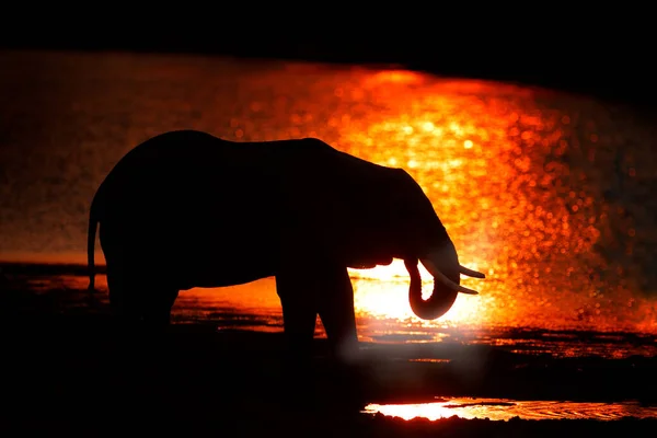 Elephant sunset Stock Photos, Royalty Free Elephant sunset Images ...