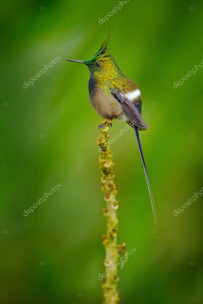 Colibrí de cresta de alambre, Discosura popelairii, colibrí de Colombia ...