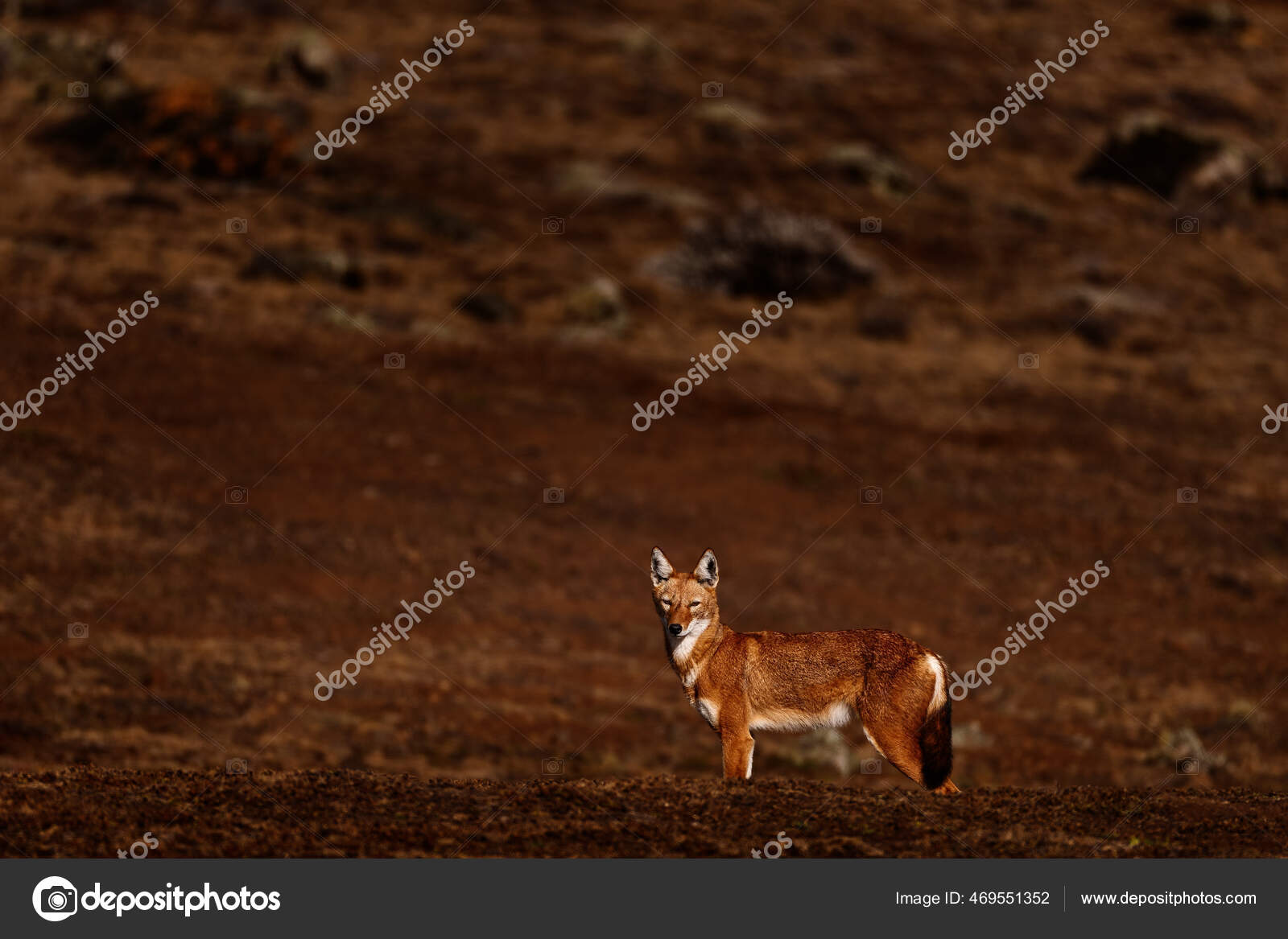 Lobo Etíope Canis Simensis Naturaleza Bale Mountains Etiopía Animales ...