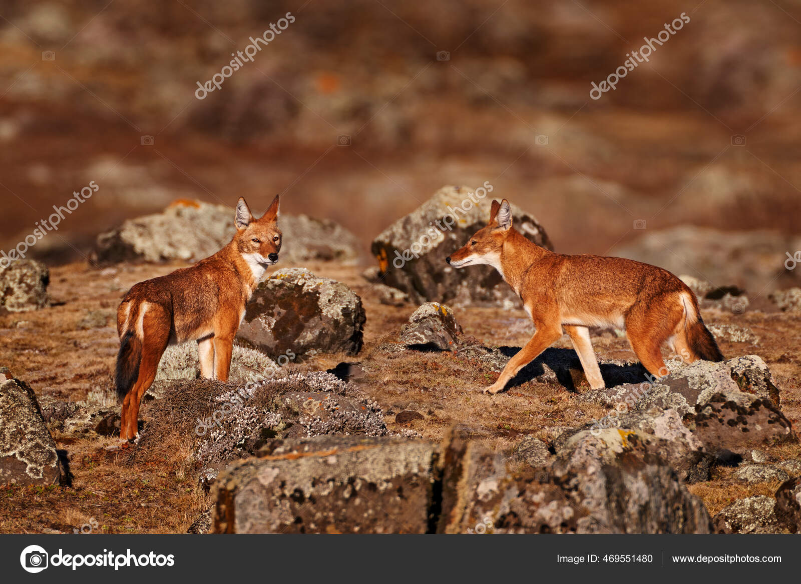 Lobo Etíope Canis Simensis Natureza Bale Mountains Etiópia Raros ...