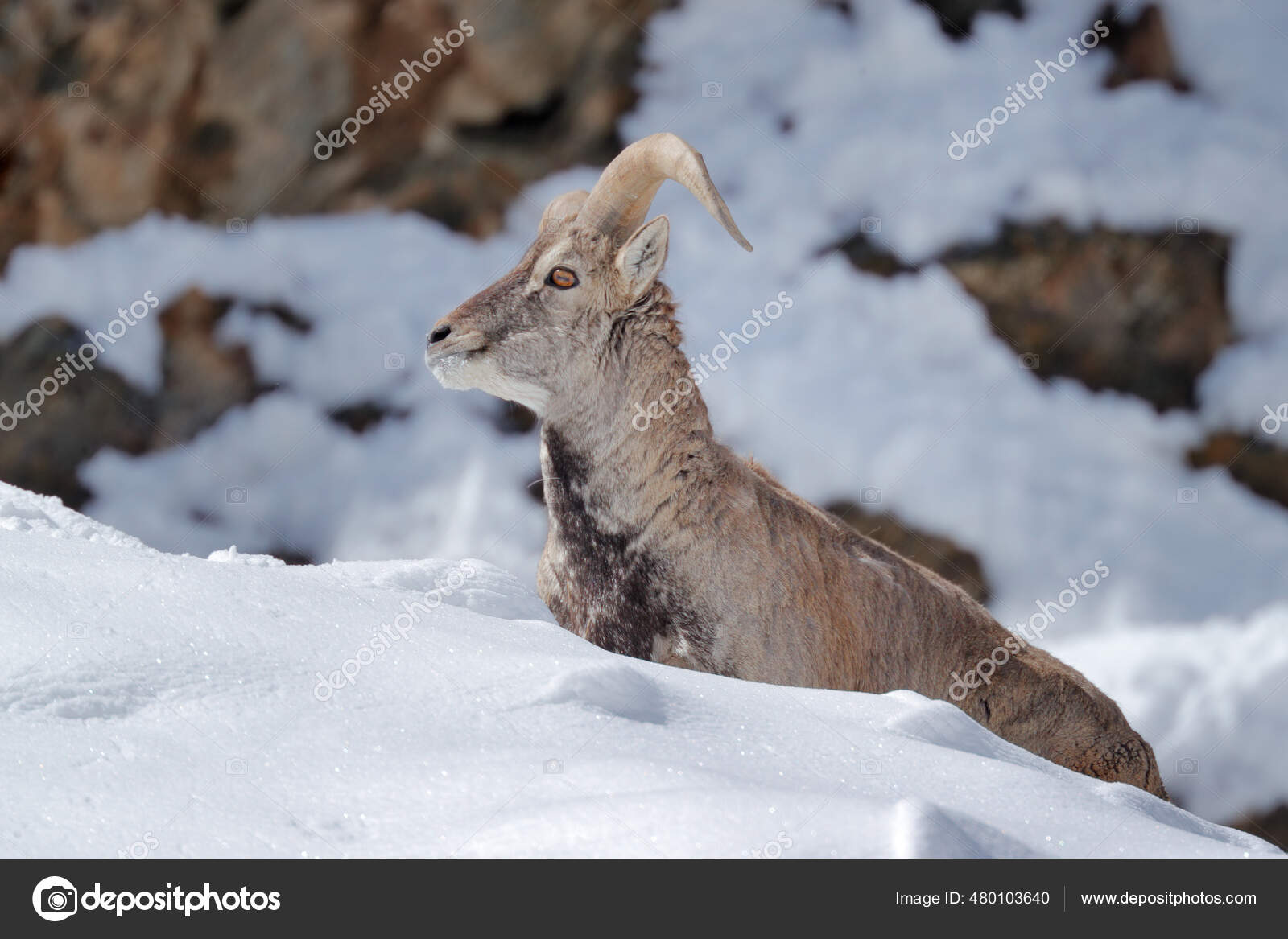 Bharal Blue Sheep Pseudois Nayaur Rock Snow Hemis Ladakh India Stock ...