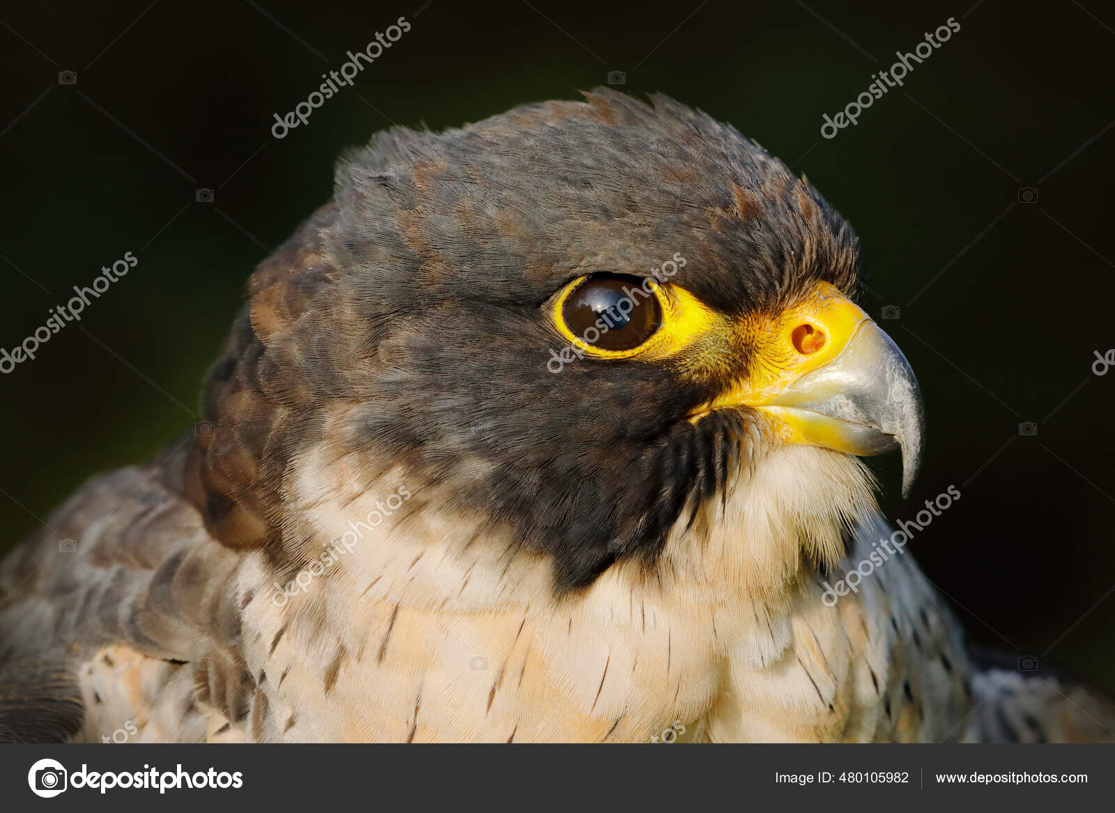 Falcon Close Head Portrait Peregrine Falcon Bird Prey Sitting Stone ...