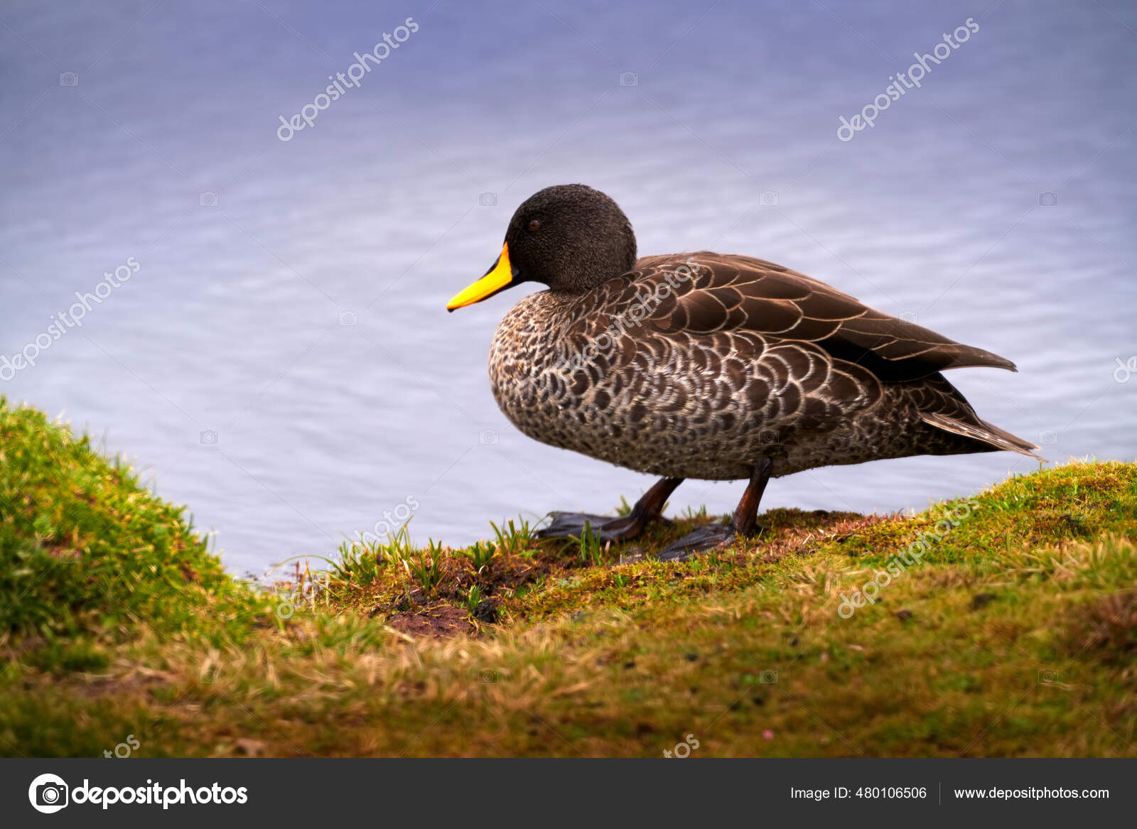 Yellow Billed Duck Anas Undulata Bird Water Bale Mountains Ethiopia ...