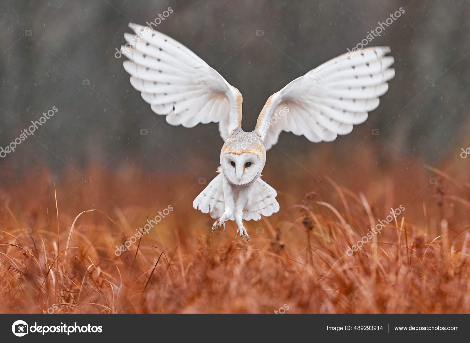 Owl Fly Open Wings Barn Owl Tyto Alba Flight Red — Stock Photo ...