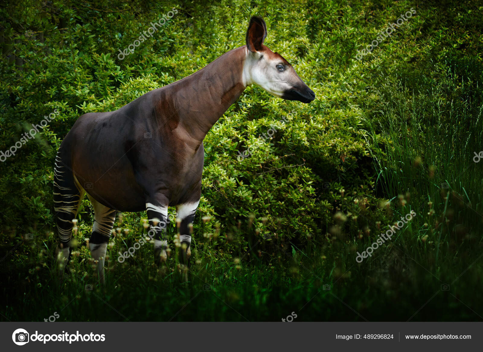 Okapi Okapia Johnstoni Brown Rare Forest Giraffe Dark Green Forest — Stock Photo ...