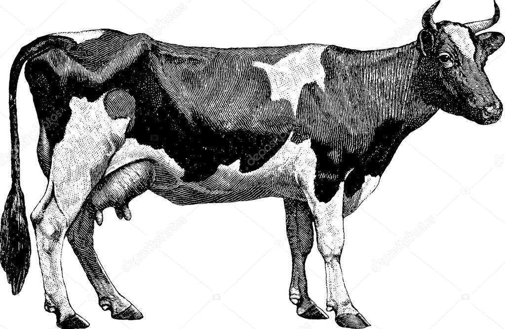 Vintage Cow Illustration Premium Vector | Farm Animal Cow Vintage