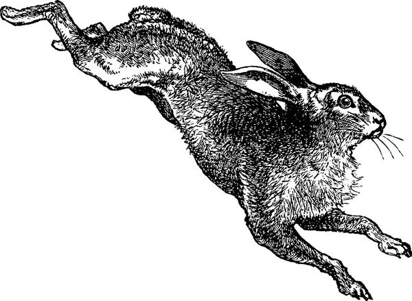 Vintage drawing rabbit Stock Photo by ©unorobus.gmail.com 102316452