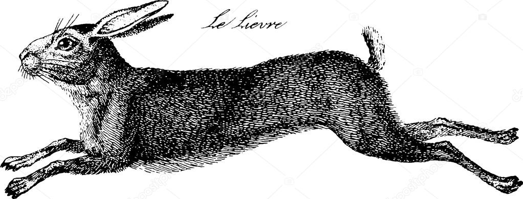 Vintage drawing rabbit — Stock Photo © unorobus.gmail.com #102316352