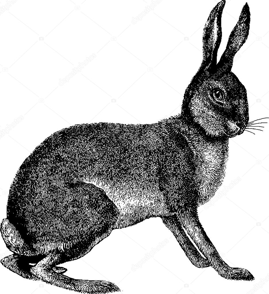 Vintage drawing rabbit Stock Photo by ©unorobus.gmail.com 102316382