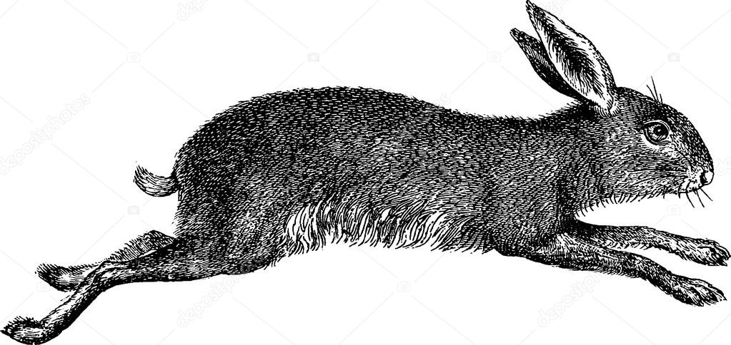 Vintage drawing rabbit Stock Photo by ©unorobus.gmail.com 102316452