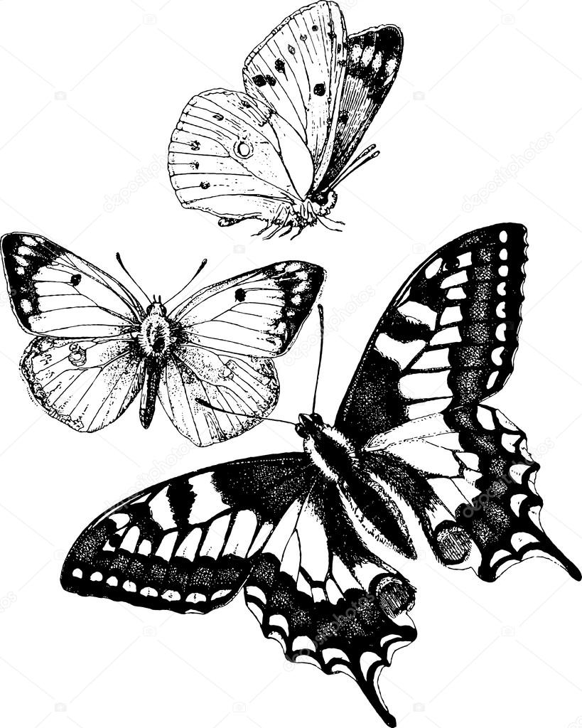 Vintage Butterfly Drawing
