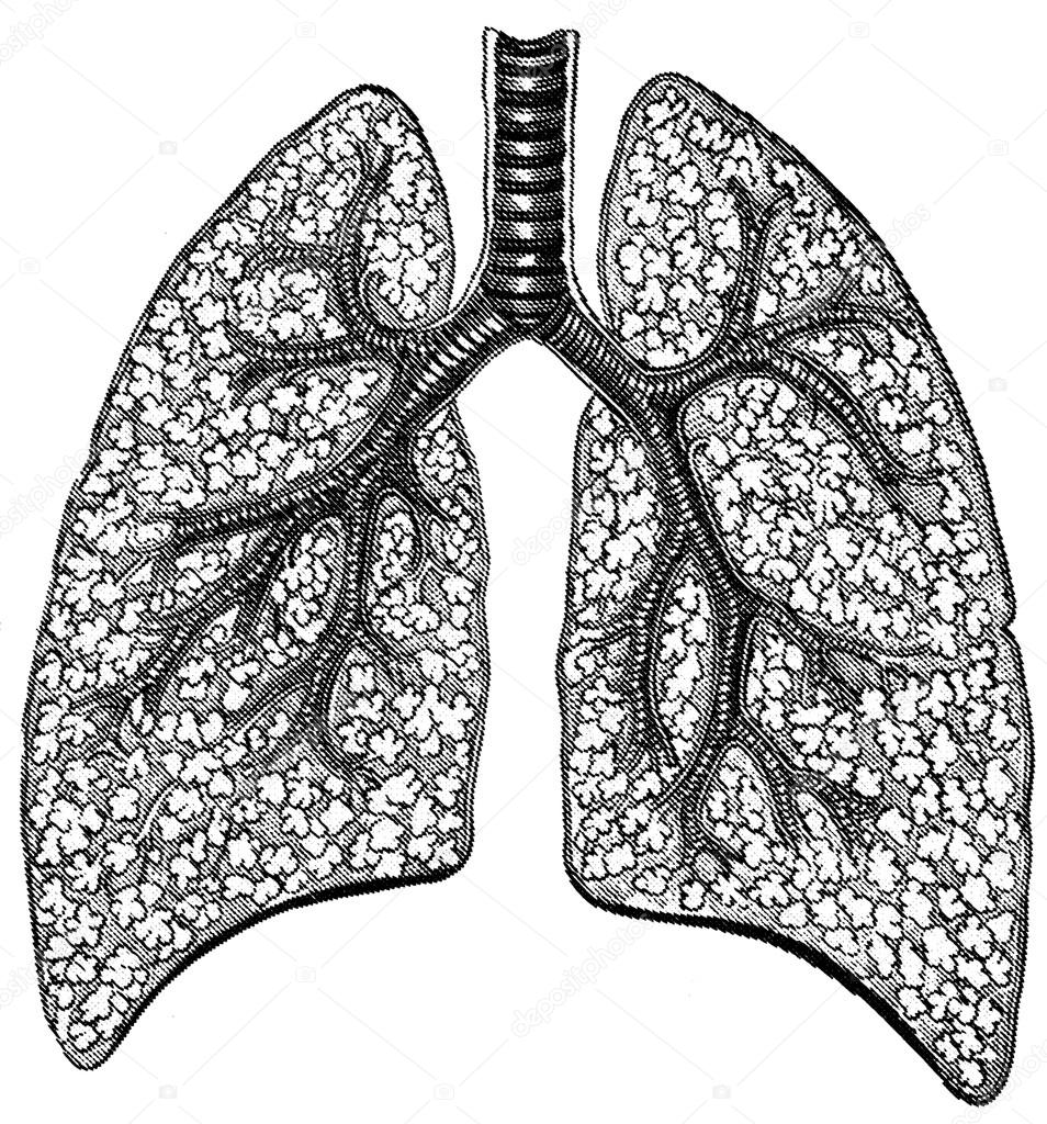 Vintage Lung Illustration