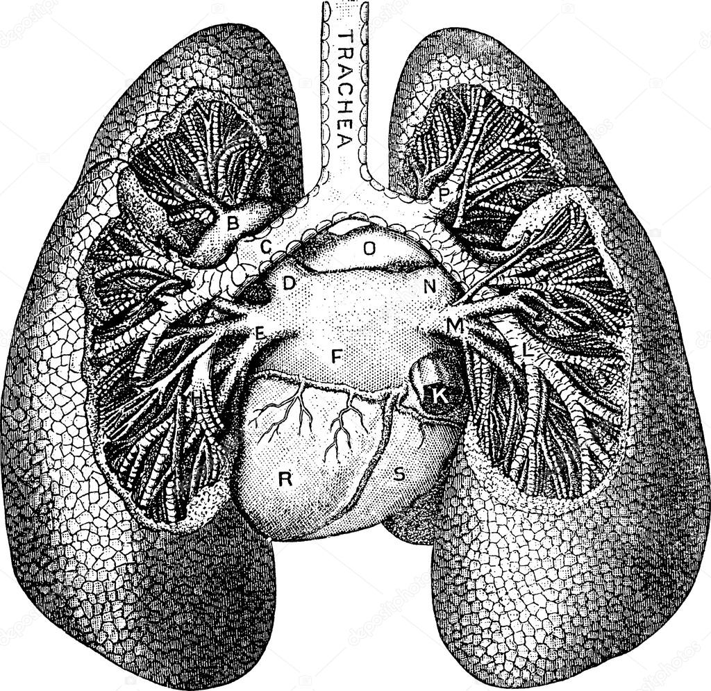 Lungs Illustration
