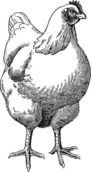 Kokárda Stock fotók, Kokárda Jogdíjmentes képek | Depositphotos