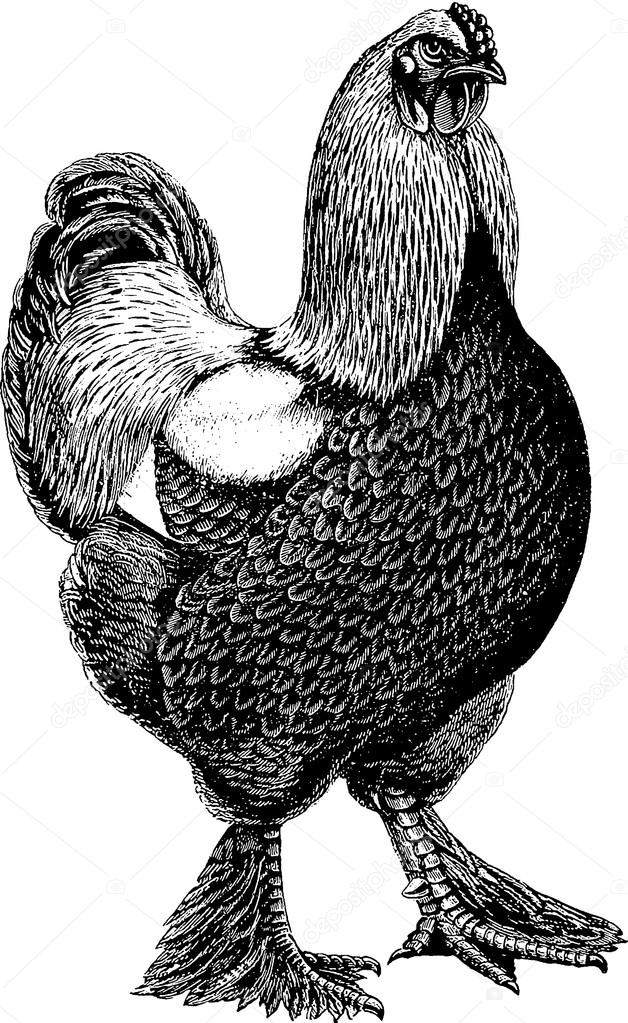 Chicken Illustration Vintage