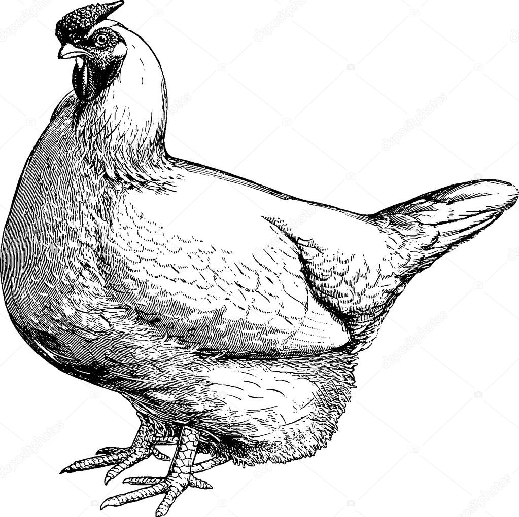 Chicken Illustration Vintage