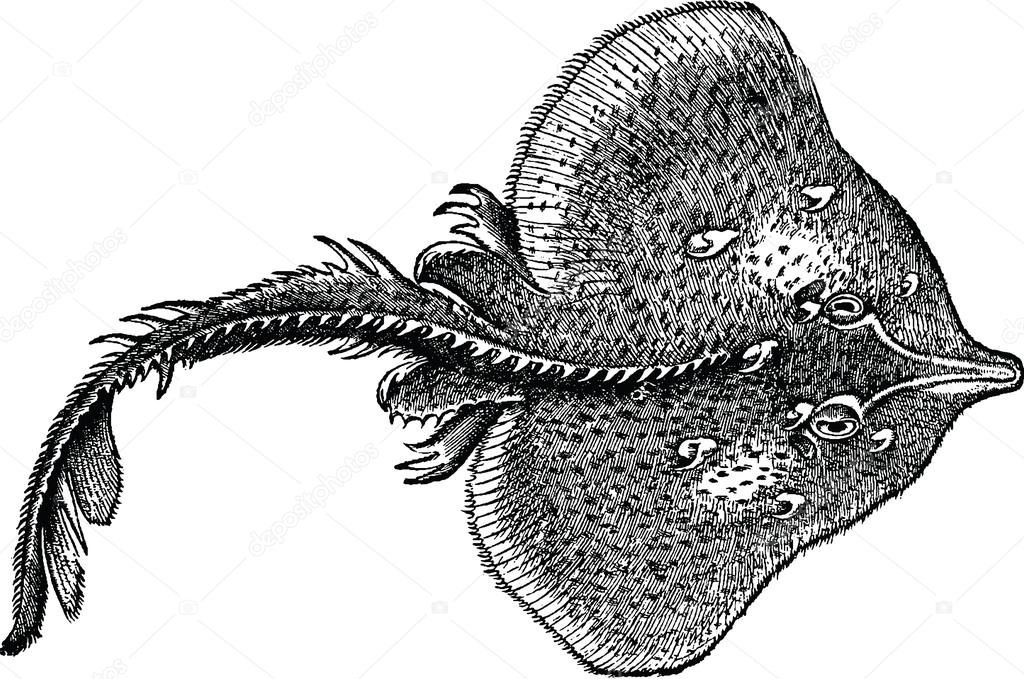 Vintage picture ray fish Stock Illustration by ©unorobus.gmail.com ...