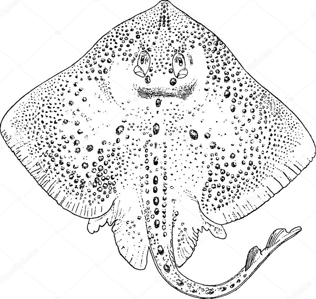 Vintage picture ray fish Stock Illustration by ©unorobus.gmail.com ...
