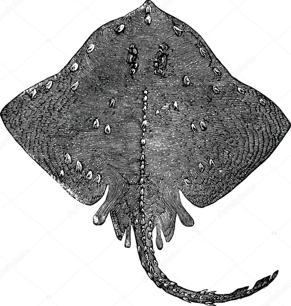 Vintage picture ray fish — Stock Photo © unorobus.gmail.com #118156590